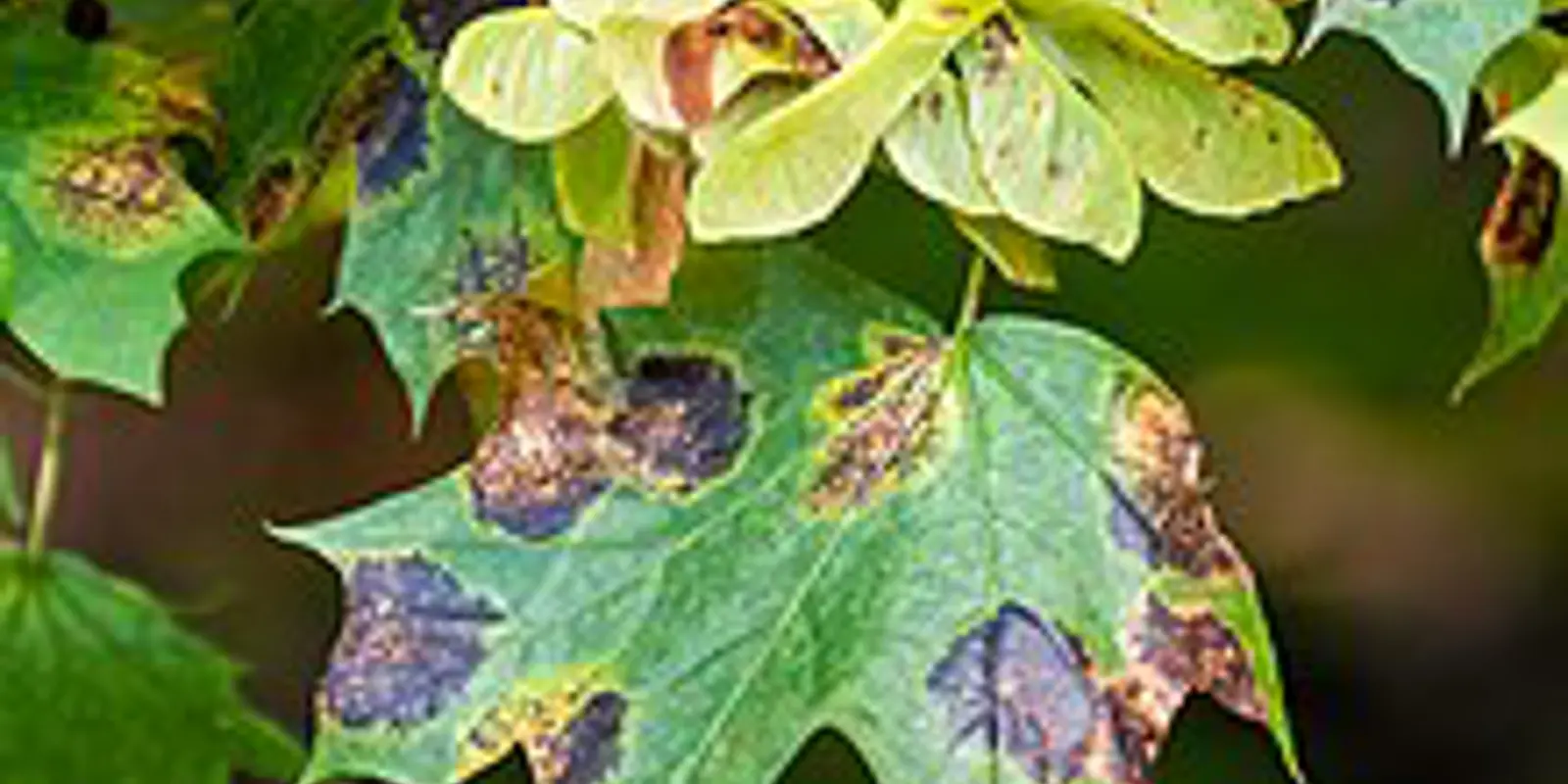 Trees | City of Peterborough