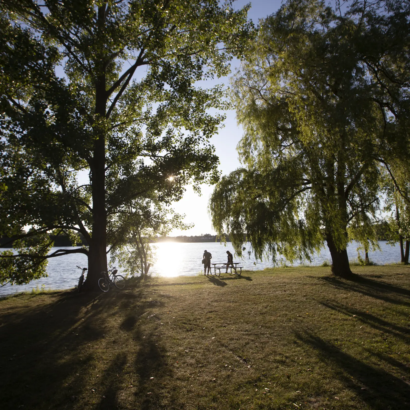 Trees | City of Peterborough